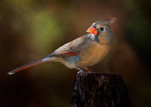 "Female Cardinal" Images – Browse 525 Stock Photos, Vectors, and Video ...