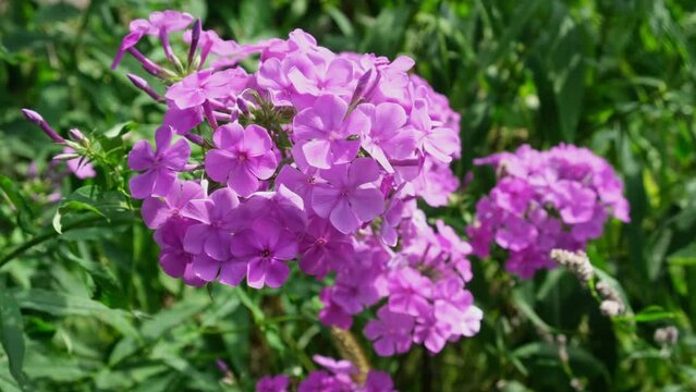 Flox Gravações em vídeo – Procure 988 gravações e vídeos em HD | Adobe ...