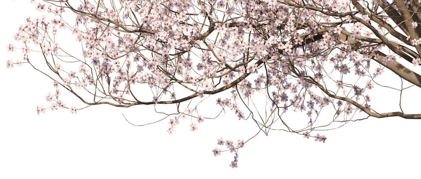 Cherry Blossom Tree Transparent Images – Browse 4,967 Stock Photos ...