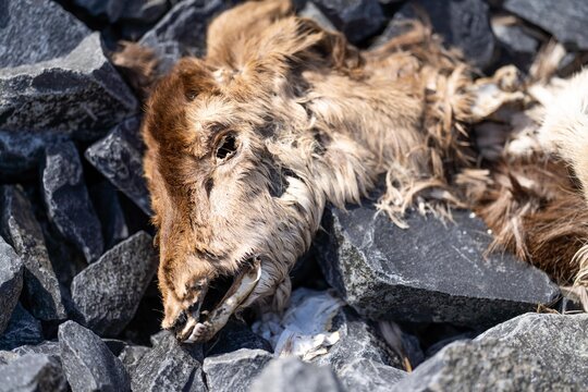 Roadkill Images – Browse 1,320 Stock Photos, Vectors, and Video | Adobe ...