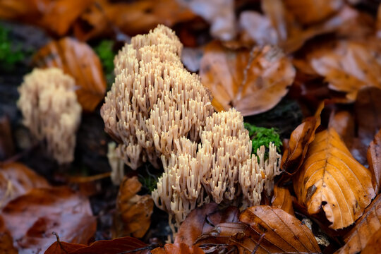 Clavaria Images – Browse 524 Stock Photos, Vectors, and Video | Adobe Stock