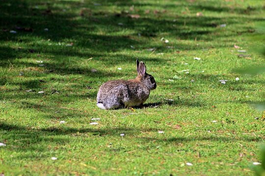 Kaninchenbau Bilder – Durchsuchen 4,259 Archivfotos, Vektorgrafiken und ...