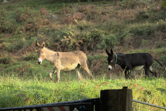 「Burros」の写真素材 | 1,455件の無料イラスト画像 | Adobe Stock