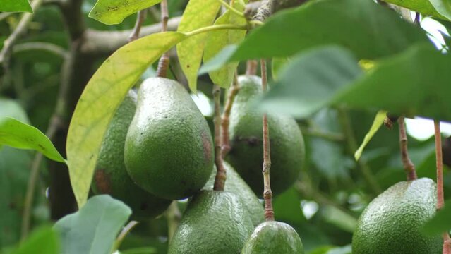 รูปภาพSelf-Pollination – เลือกดูภาพถ่ายสต็อก เวกเตอร์ และวิดีโอ268 ...