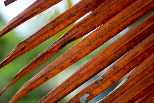 "Dried Palm Leaves" Images – Browse 272 Stock Photos, Vectors, and ...