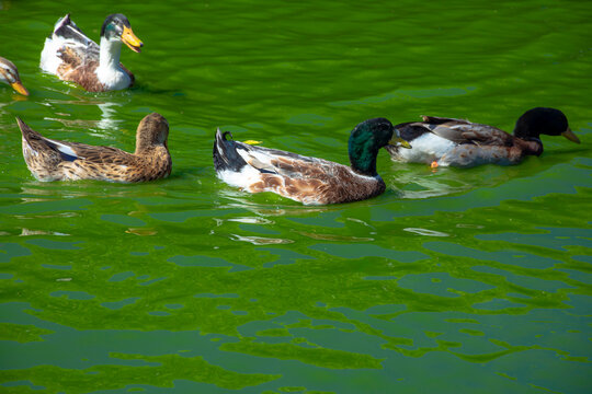 Patos bilder – Bläddra bland 8,899 stockfoton, vektorer och videor ...