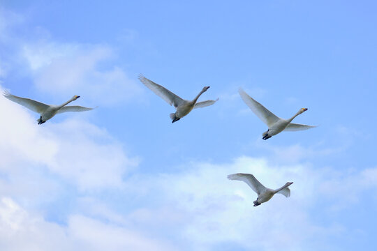Swans Flying Bilder – Durchsuchen 185,831 Archivfotos, Vektorgrafiken ...