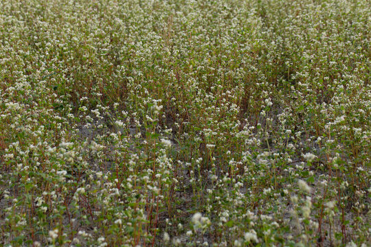 "Kasza Gryczana" Imagens – Procure 259 fotos, vetores e vídeos | Adobe ...