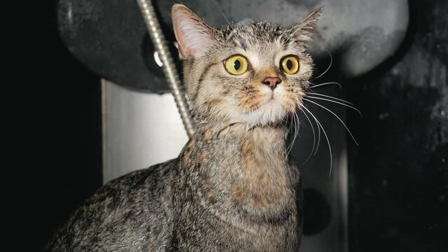 รูปภาพUnflappable – เลือกดูภาพถ่ายสต็อก เวกเตอร์ และวิดีโอ453 | Adobe Stock