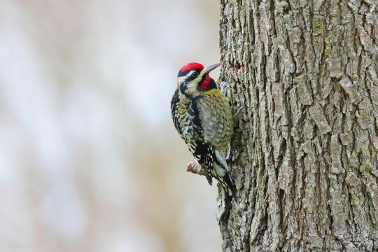 "Yellow-Bellied Sapsucker" Images – Browse 419 Stock Photos, Vectors ...