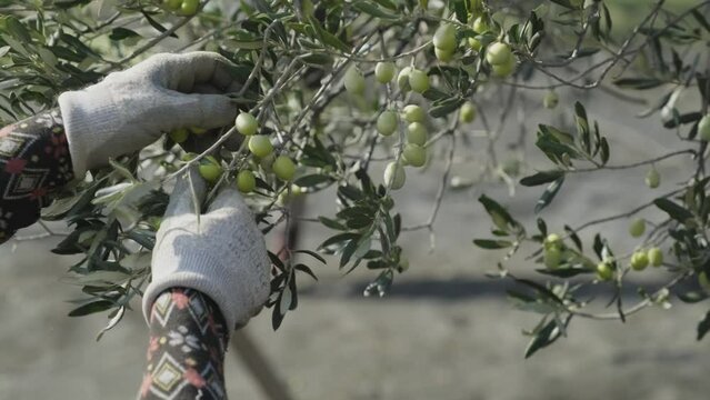"Picking Olives" - Images et vidéos libres de droits | Adobe Stock