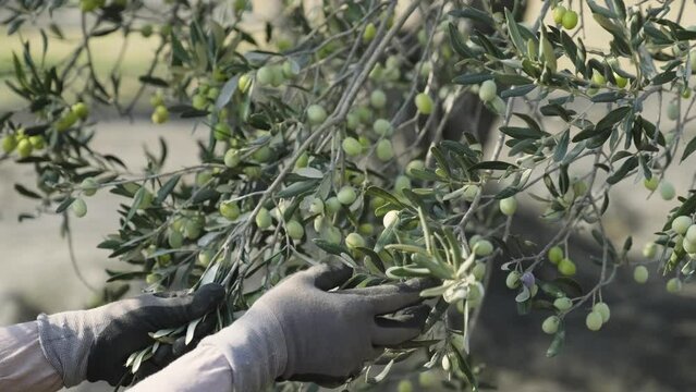 "Picking Olives" - Images et vidéos libres de droits | Adobe Stock