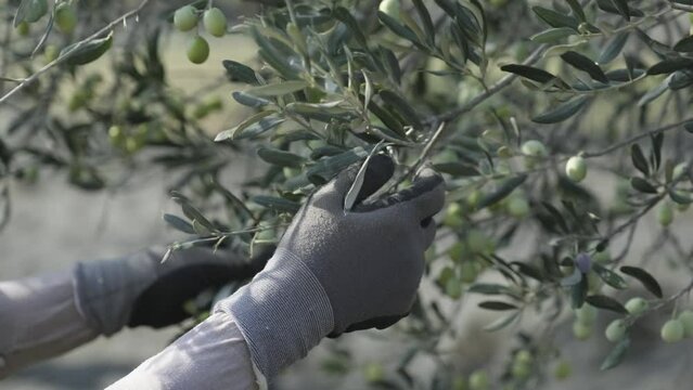 "Picking Olives" - Images et vidéos libres de droits | Adobe Stock
