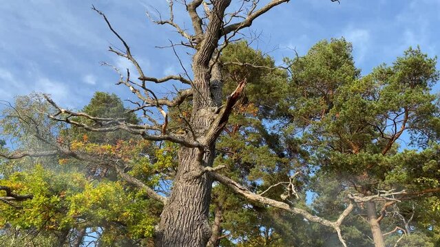 "Dying Tree" Images – Browse 297 Stock Photos, Vectors, and Video ...