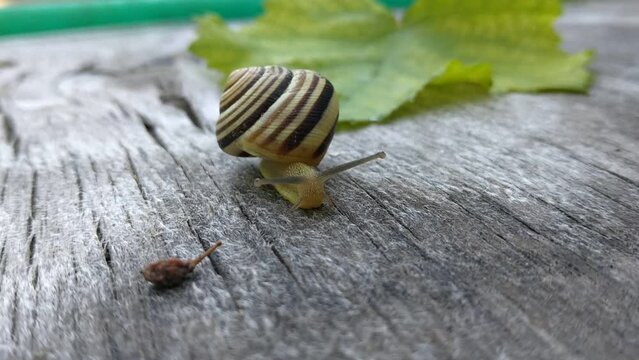 Poz Images – Browse 2,376 Stock Photos, Vectors, and Video | Adobe Stock