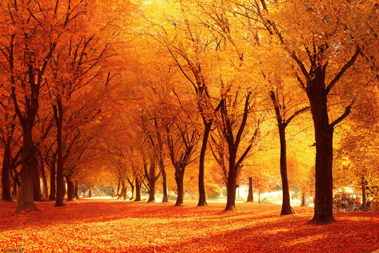 Fall.beautiful Images – Browse 3,082,304 Stock Photos, Vectors, and ...