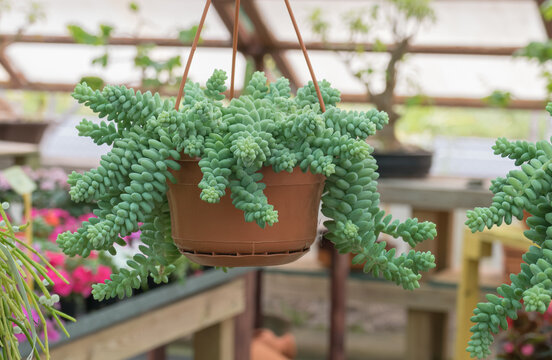 Donkey Tail Template