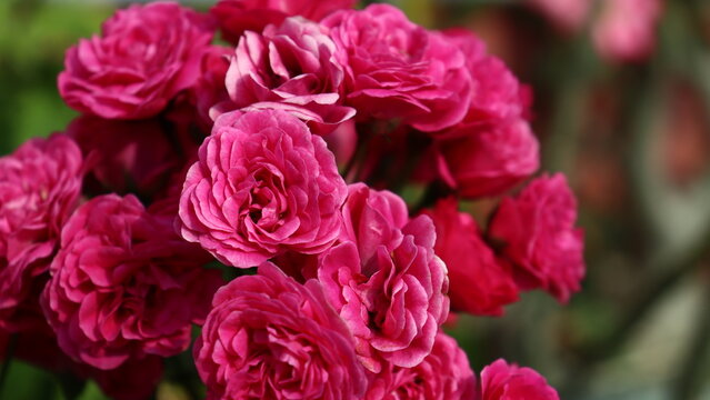 รูปภาพ"Pink Rose" – เลือกดูภาพถ่ายสต็อก เวกเตอร์ และวิดีโอ20,163 ...