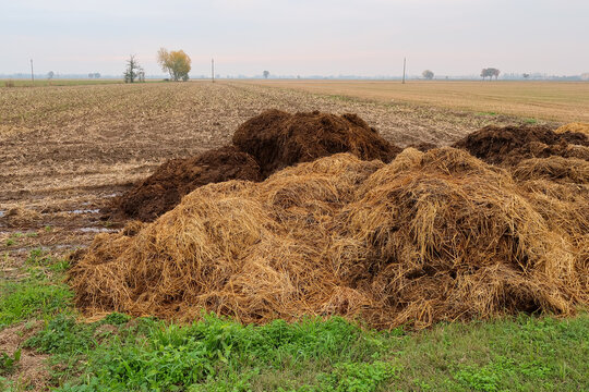 「Letame」の写真素材 | 316件の無料イラスト画像 | Adobe Stock