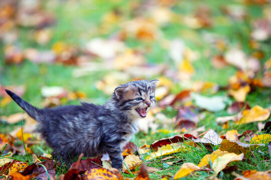 Autumn Kitten Wallpaper