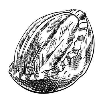 Open Nutshell Bilder – Durchsuchen 41,414 Archivfotos, Vektorgrafiken ...