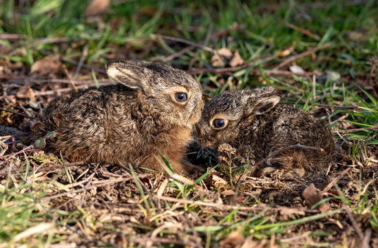 รูปภาพLevraut – เลือกดูภาพถ่ายสต็อก เวกเตอร์ และวิดีโอ10 | Adobe Stock