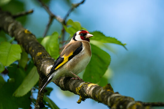 Distelfink Images – Browse 990 Stock Photos, Vectors, and Video | Adobe ...