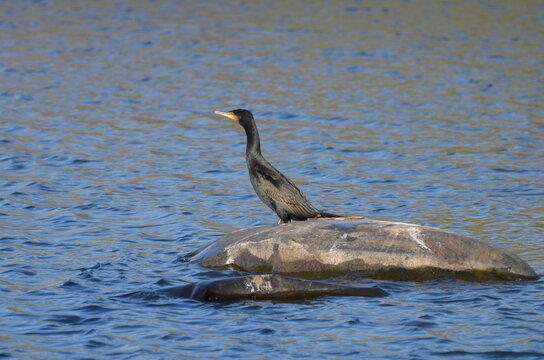 Piscivore bilder – Bläddra bland 2,280 stockfoton, vektorer och videor ...