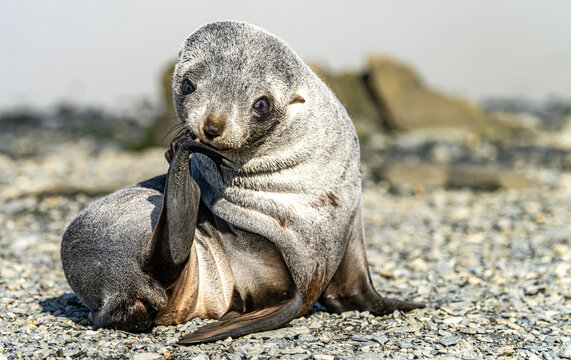 Seerobbe Bilder – Durchsuchen 27,328 Archivfotos, Vektorgrafiken und ...