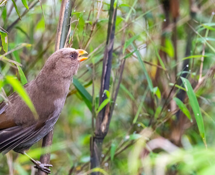 รูปภาพParrotbill – เลือกดูภาพถ่ายสต็อก เวกเตอร์ และวิดีโอ511 | Adobe Stock