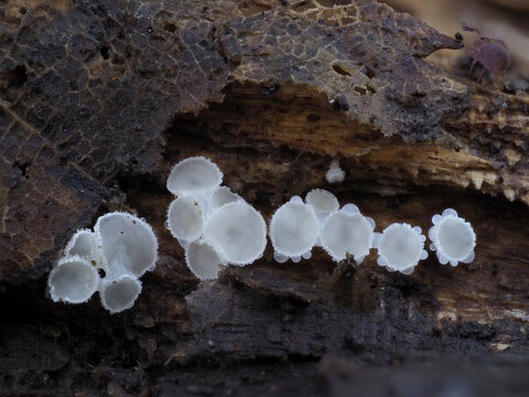 Haarlinge Bilder – Durchsuchen 451 Archivfotos, Vektorgrafiken und ...