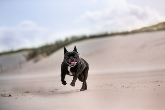 「Frenchie」の画像 - 11,988 件の Stock 写真、ベクターおよびビデオ | Adobe Stock