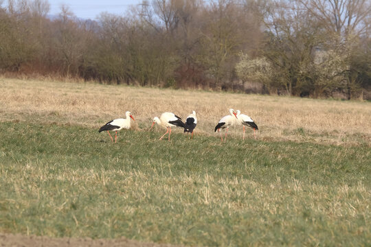 Schreiten 이미지 – 찾아보기 1,023 스톡 사진, 벡터 및 비디오 | Adobe Stock