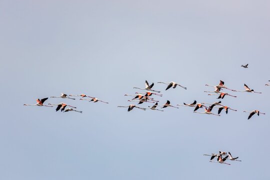 Imágenes de Flock: descubre bancos de fotos, ilustraciones, vectores y ...