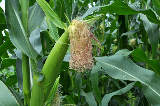 Cornstalk bilder – Bläddra bland 5,800 stockfoton, vektorer och videor ...