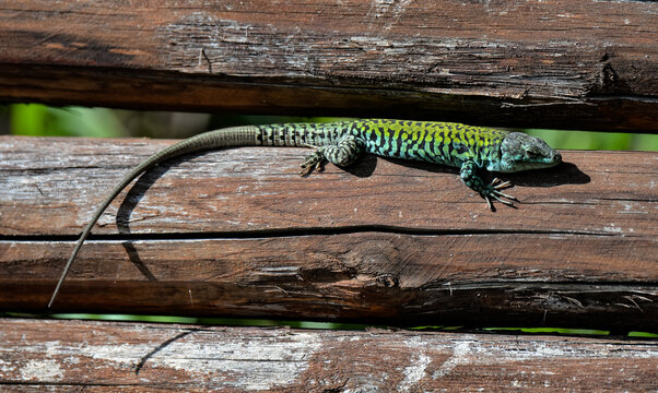 รูปภาพSquamates – เลือกดูภาพถ่ายสต็อก เวกเตอร์ และวิดีโอ12,204 | Adobe ...