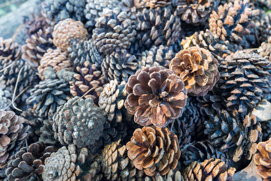 Imagens de Conica – Explore Fotografias do Stock, Vetores e Vídeos de ...