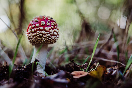 Underbrush Images – Parcourir 56,431 le catalogue de photos, vecteurs ...