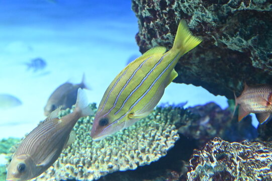 Finne Bilder – Durchsuchen 11,891 Archivfotos, Vektorgrafiken und ...