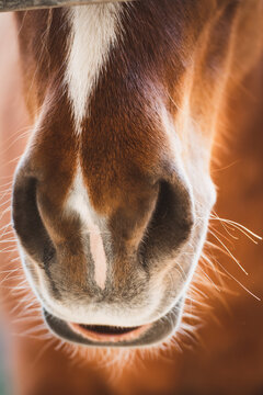 Imágenes de Maul: descubre bancos de fotos, ilustraciones, vectores y ...