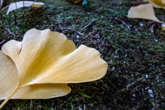 Alignment Nature Bilder – Durchsuchen 40,890 Archivfotos ...