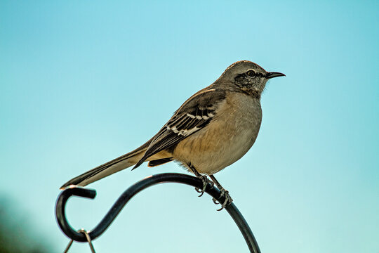 Mockingbird Bilder – Durchsuchen 3,980 Archivfotos, Vektorgrafiken und ...