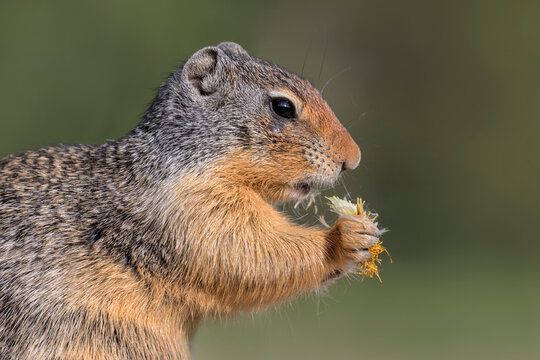 รูปภาพMarmotini – เลือกดูภาพถ่ายสต็อก เวกเตอร์ และวิดีโอ20,877 | Adobe ...