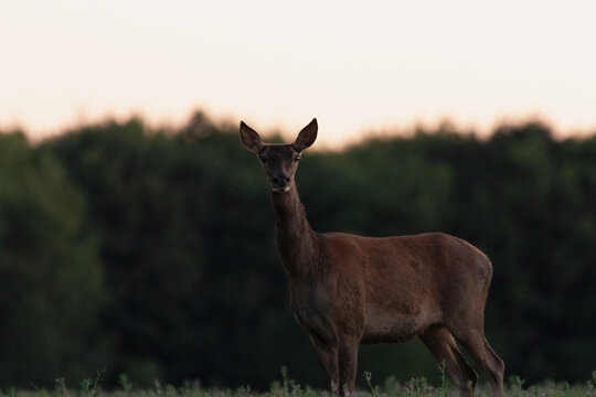 Obrazy (Biche) — zdjęcia, wektory i wideo bez tantiem (5,360) | Adobe Stock