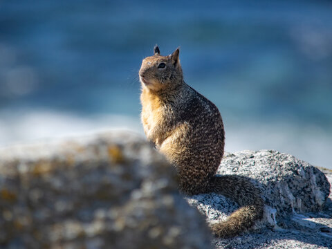 รูปภาพMarmotini – เลือกดูภาพถ่ายสต็อก เวกเตอร์ และวิดีโอ20,877 | Adobe ...