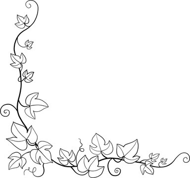 Simple Ivy Drawing