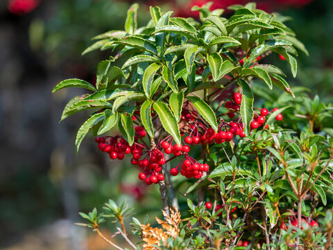 รูปภาพSpiceberry – เลือกดูภาพถ่ายสต็อก เวกเตอร์ และวิดีโอ3,062 | Adobe Stock