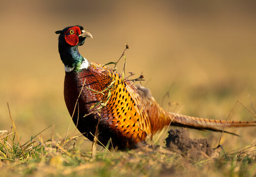 Cockcrow Images – Browse 12,959,021 Stock Photos, Vectors, and Video ...