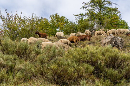 รูปภาพBaa-Lamb – เลือกดูภาพถ่ายสต็อก เวกเตอร์ และวิดีโอ356 | Adobe Stock