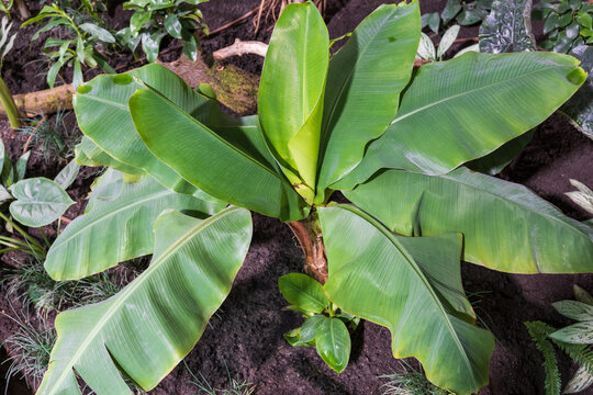 "Musa Acuminata" Images – Browse 1,226 Stock Photos, Vectors, and Video ...